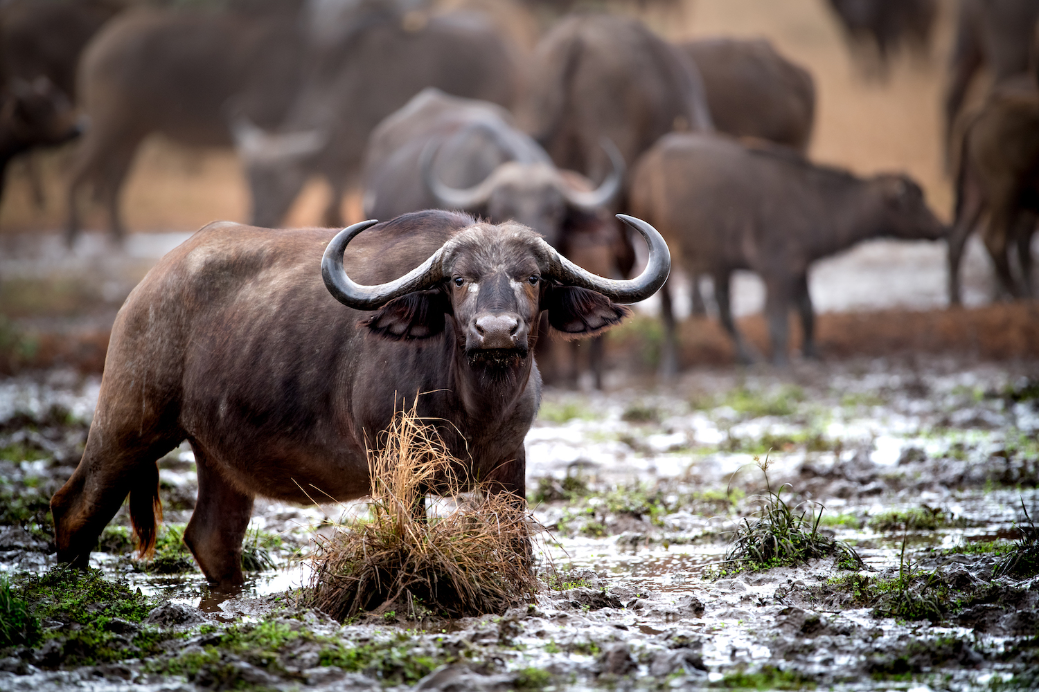 De Big Five | Zelf deze dieren ontmoeten? | Oryx Travel